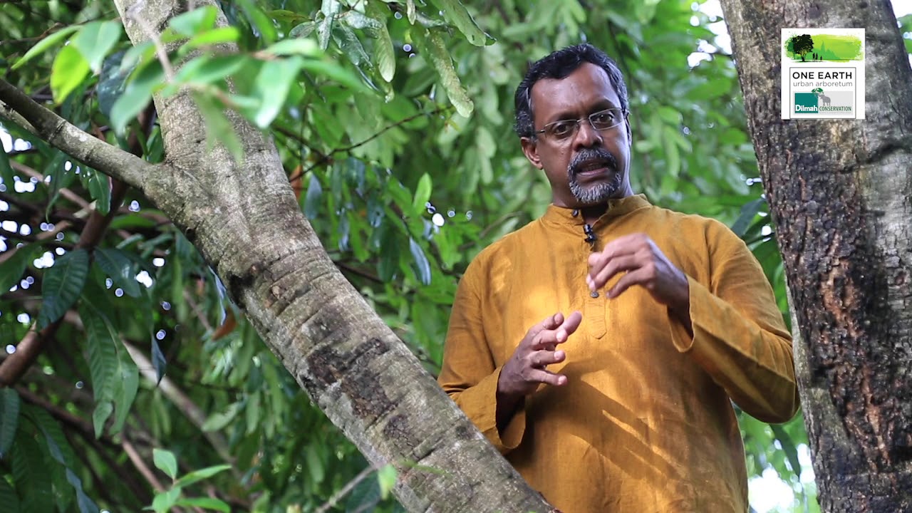 Our Agricultural Traditions – Chena Cultivation - YouTube