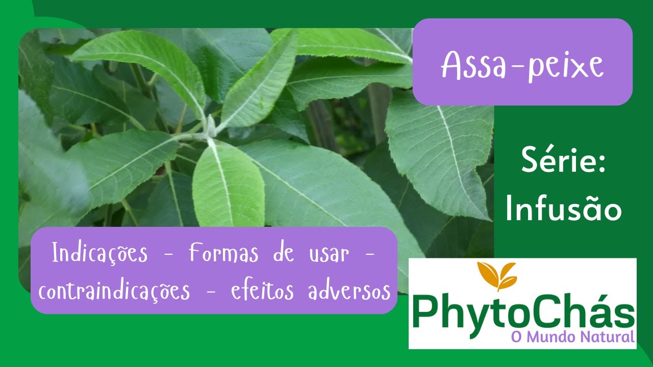 Assa-peixe | PhytoChás | Conheça Seus Benefícios - YouTube