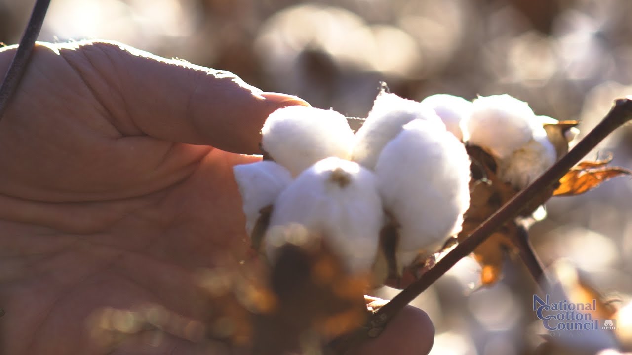 Robbie Minnich Highlights Recent Updates on the Buying American Cotton ...