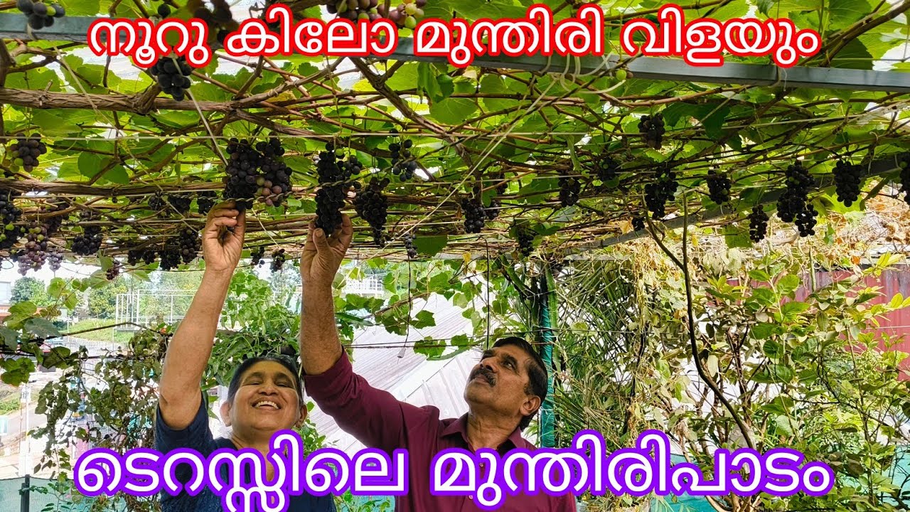 Grape Garden terrace#idukki Parathodu#Antony Muniyara Vlogs - YouTube