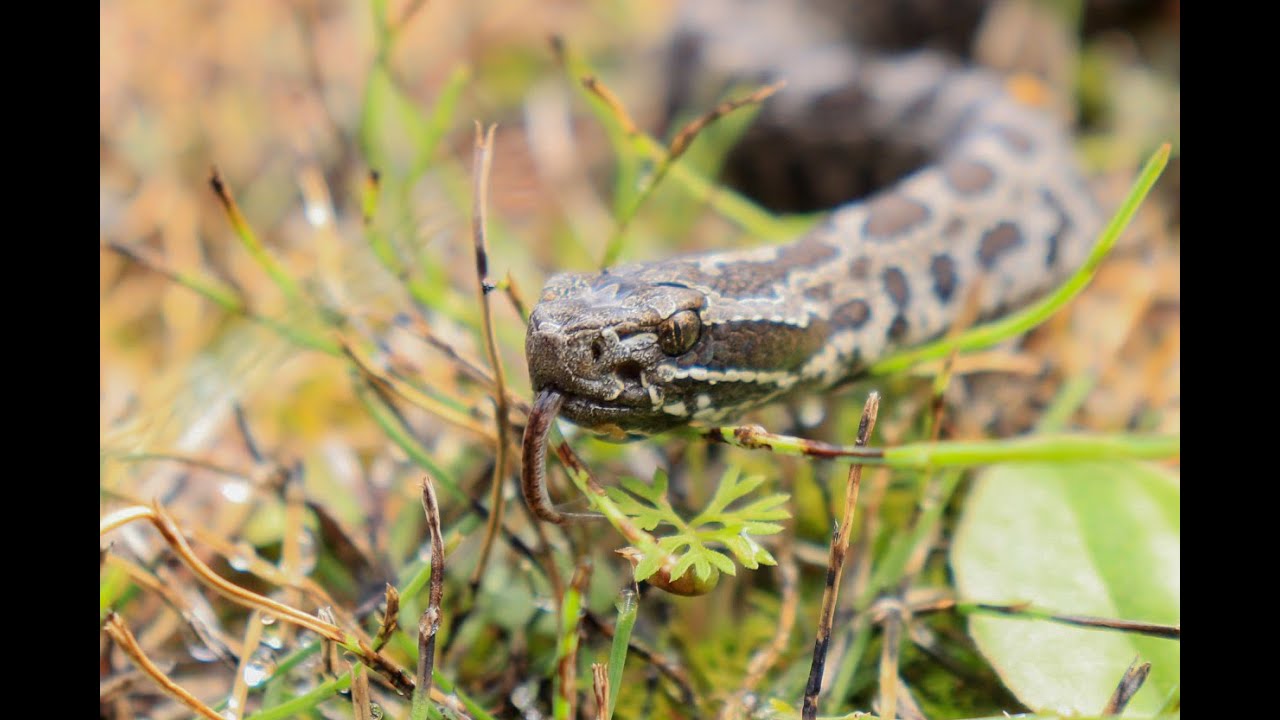 Herping Northern Michigan: Quest for The Eastern Massasauga Rattlesnake ...