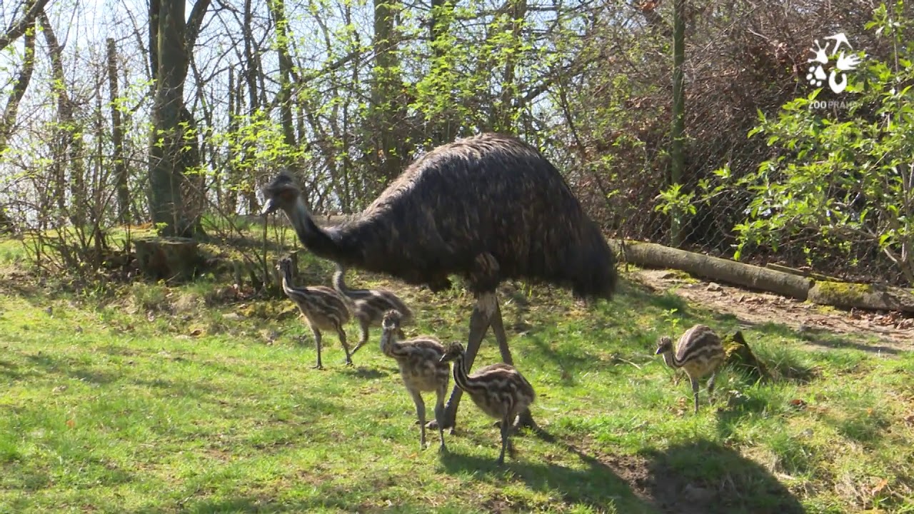 Samec emu hnědého dohlíží na mláďata - YouTube