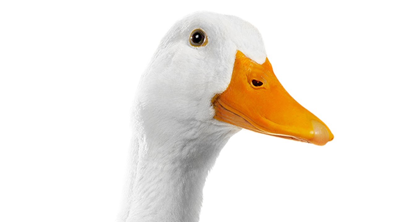 Hard Working Duck 10 Hours - YouTube