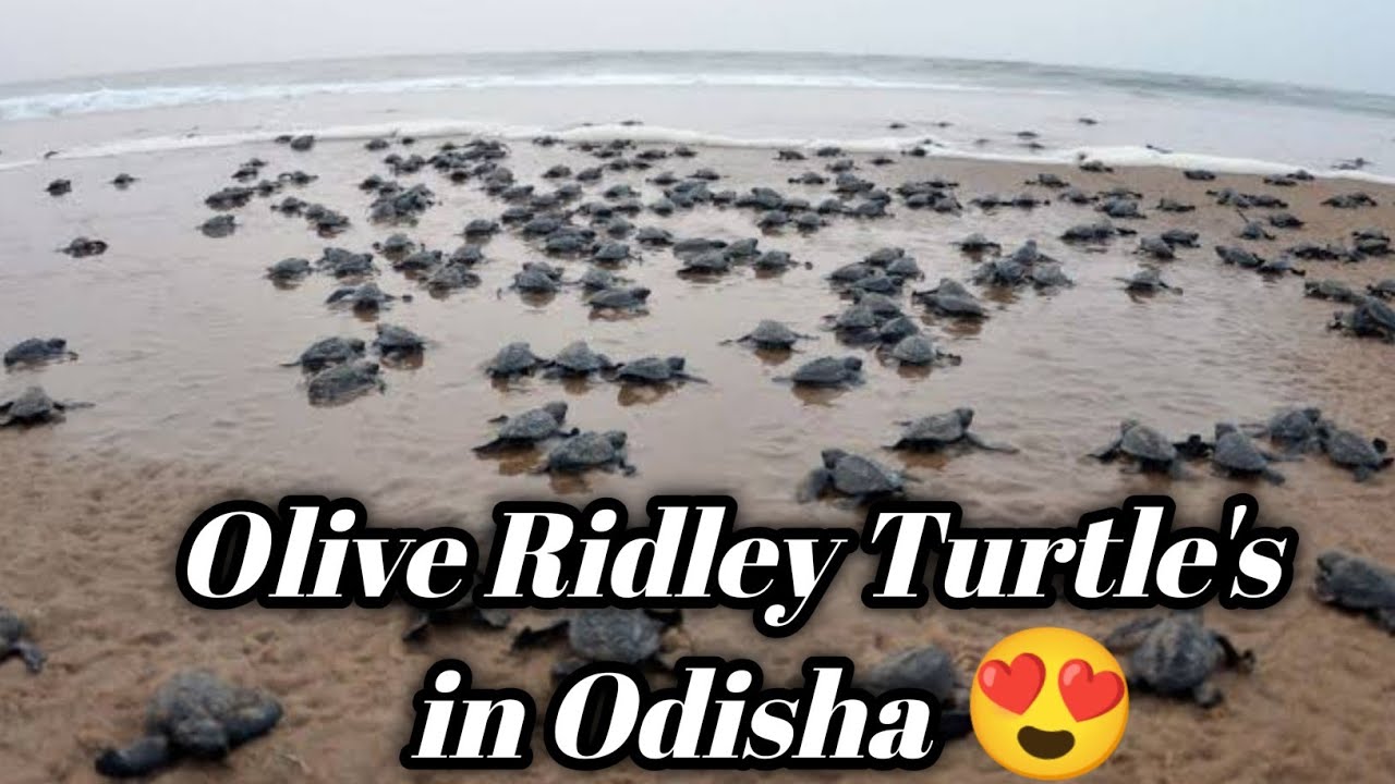 Olive Ridley Turtle's of Odisha || Bateshwar Sea Beach 🏖️ - YouTube