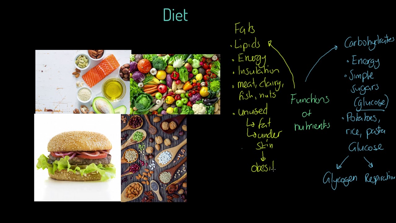 CIE IGCSE PE - Diet - YouTube