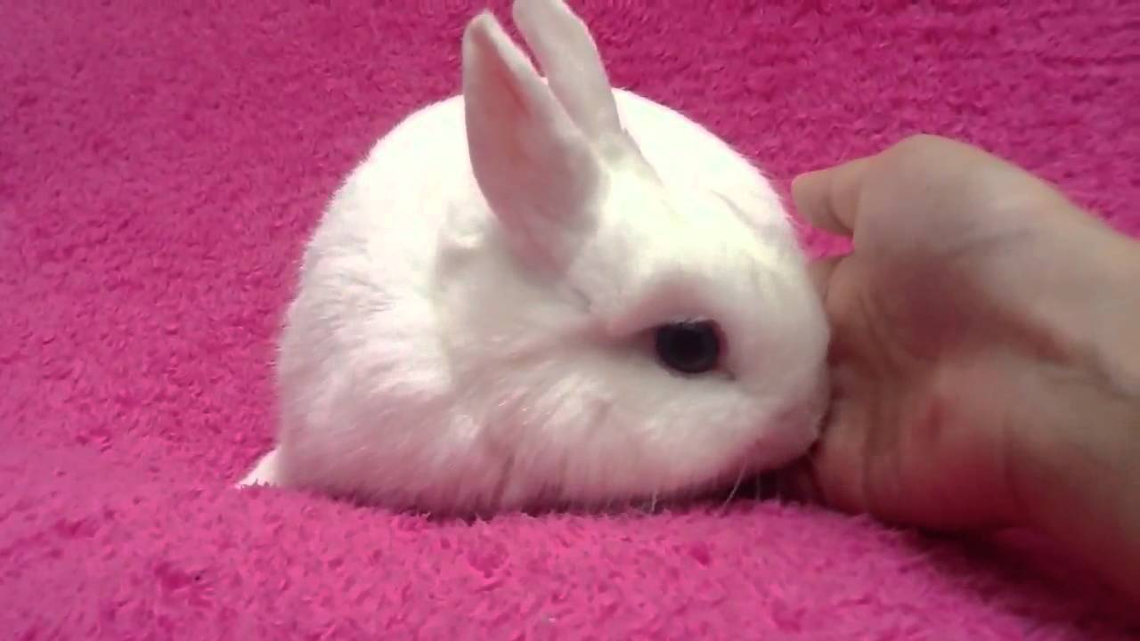 Karin'z Rabbitry☆BEW☆NDブロン - YouTube