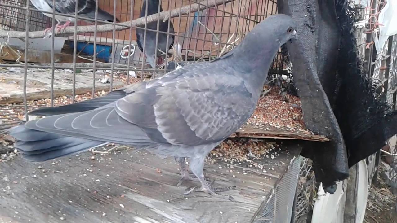 6 weeks old baby pigeon - YouTube