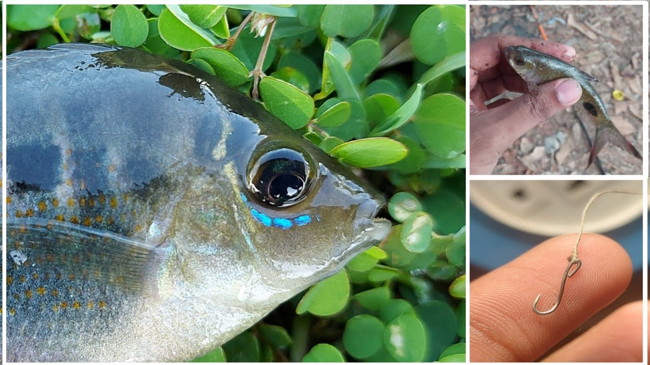 How to make fishing hook from needle. | DIY Fishing with homemade hook ...