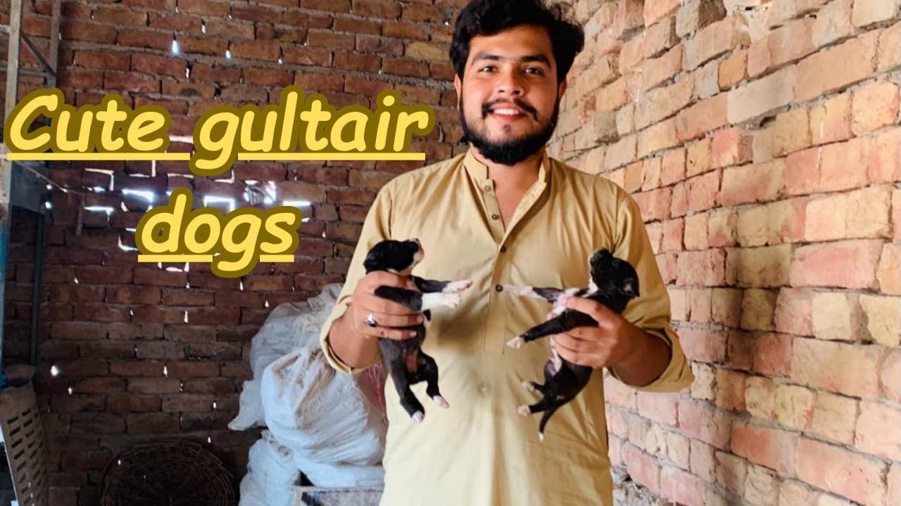 Cute Dogs 😍|| Gultair dog a gye || Gultair dog - YouTube