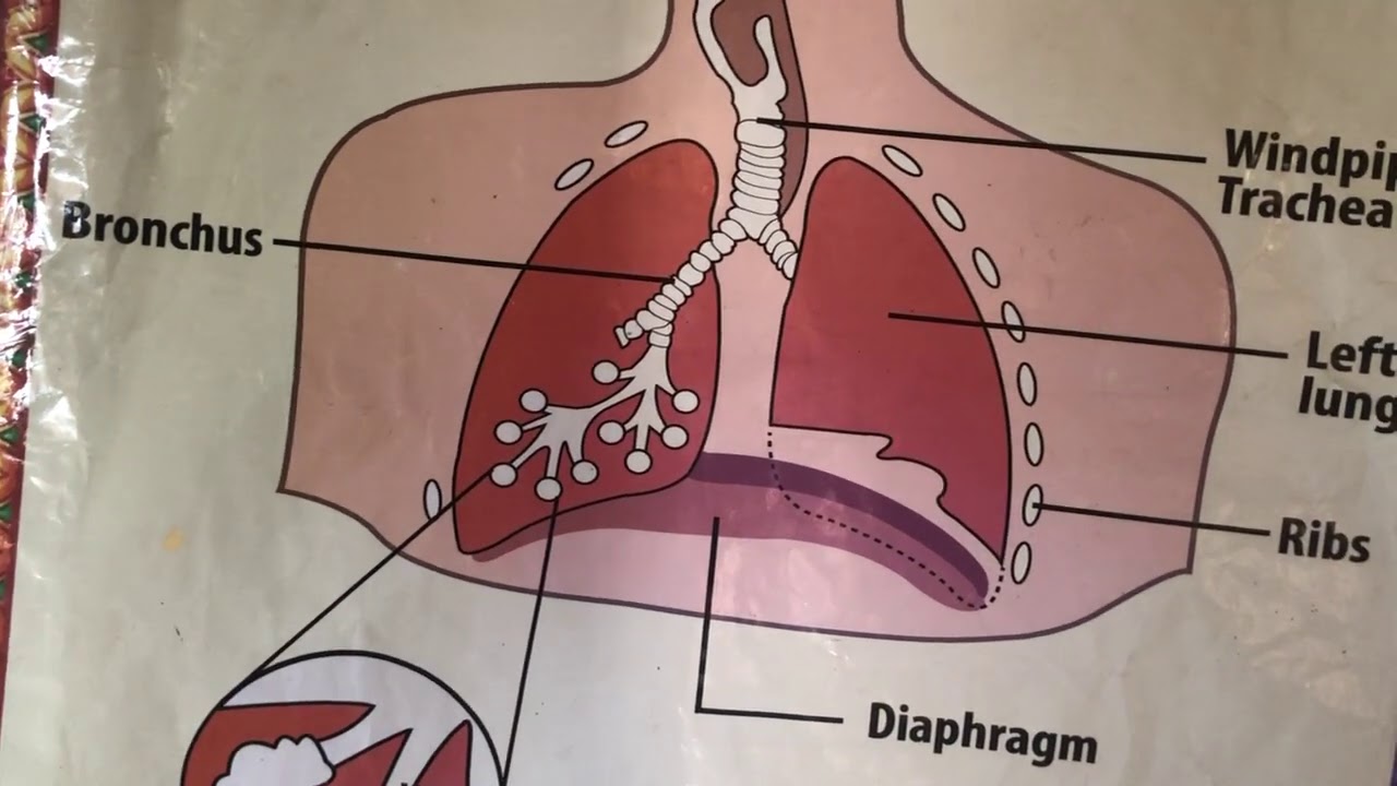 JHS ONE-SCIENCE - YouTube