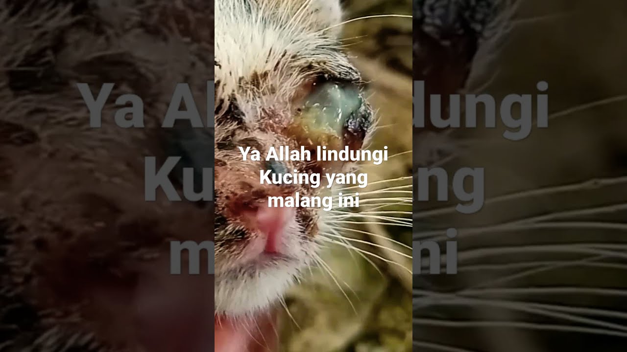 Kucing Buta#Shorts - YouTube