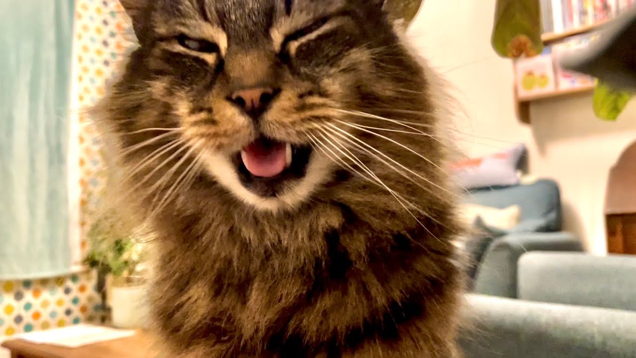 I have a proper conversation in ‘cat’ with Eric - YouTube