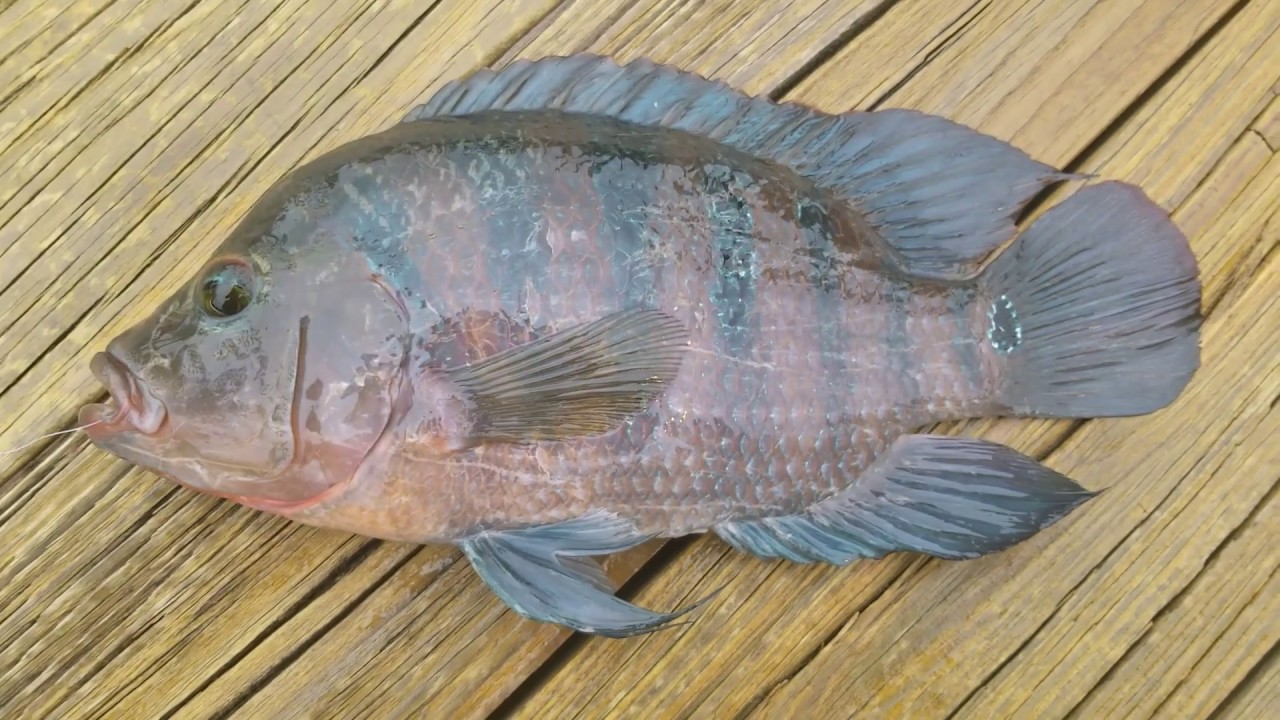 Fishing In Southern Florida .First Snook ,Mayan Cichlid - YouTube