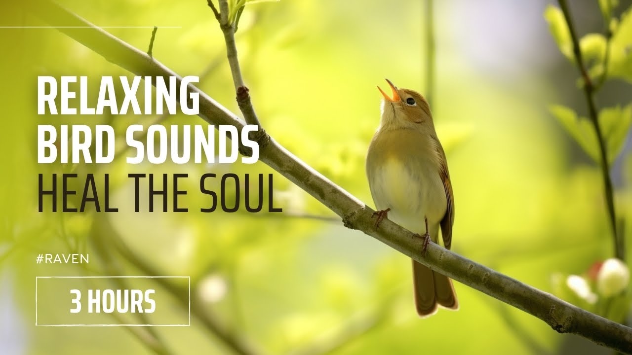 The Best Bird Songs - 3 Hour Bird Songs, Nature's Relaxing Bird Video ...