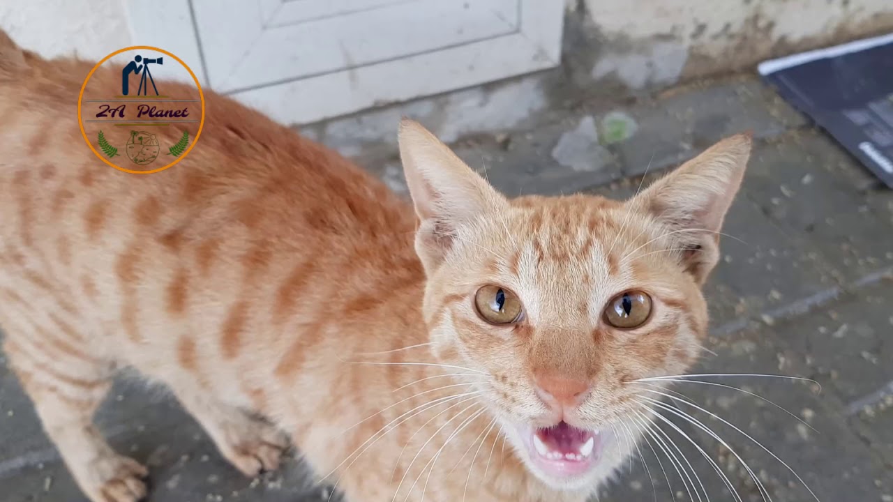 My Cute Cat Feeding | Cat Eating Shami Kabab | Hungry Cat | Animal Food ...