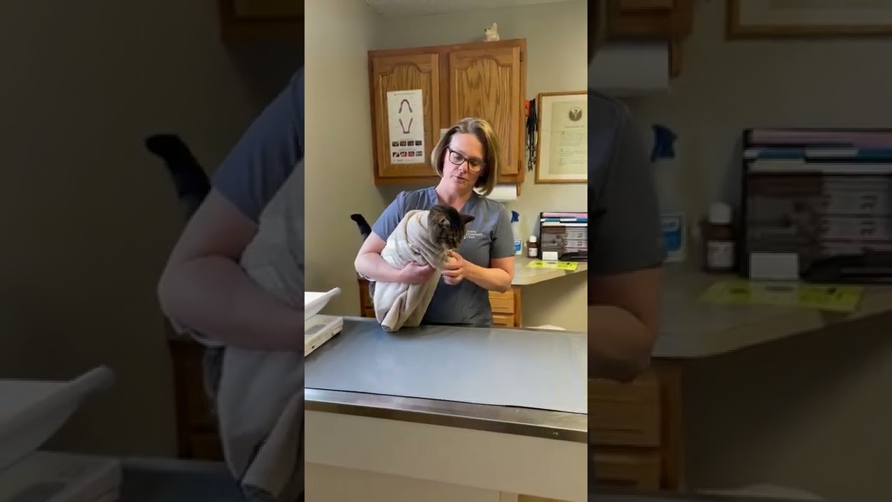 How to Burrito Wrap a Cat - YouTube