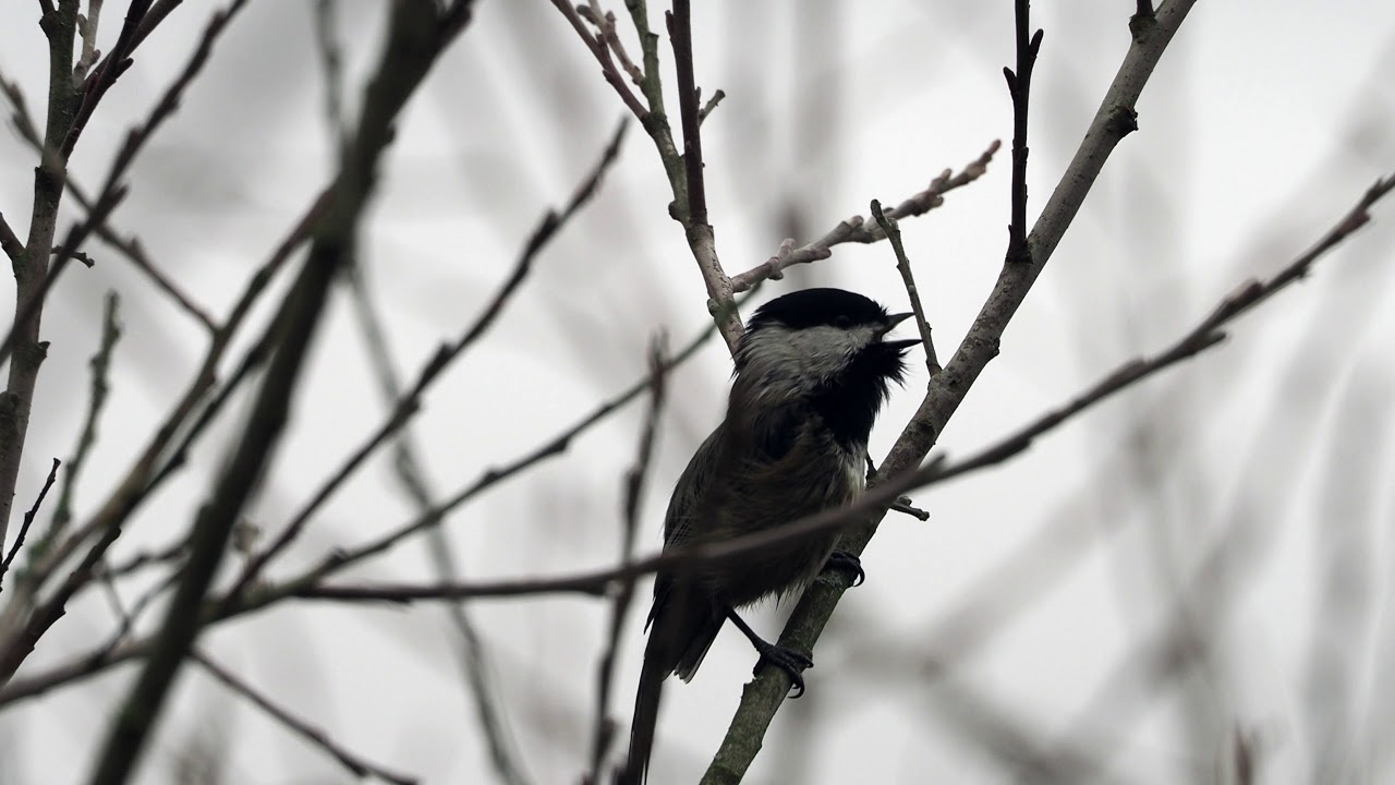 Black-capped Chickadee singing in the rain - YouTube