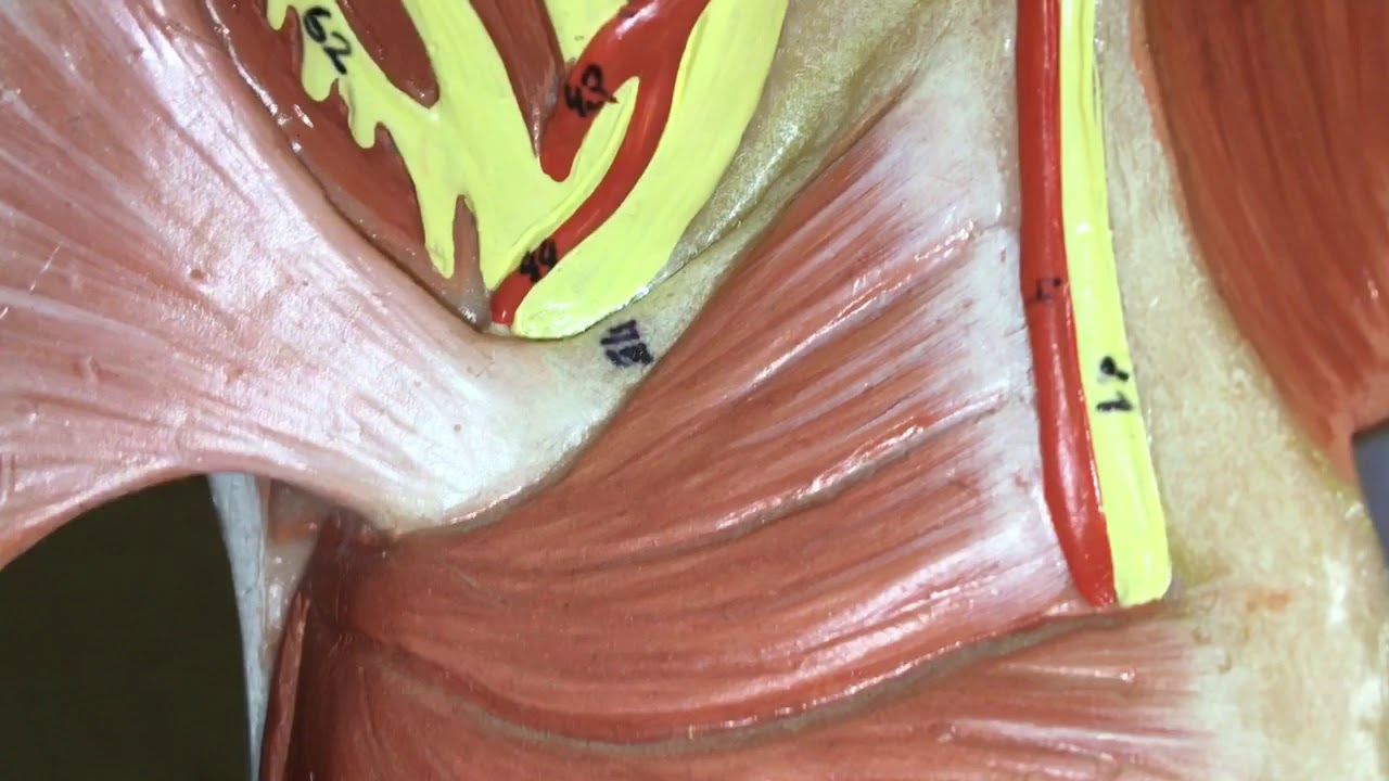 Blood Vessels Of The Lower Extremities Anatomy YouTube Blood Vessels Of The Lower Extremities Anatomy YouTube