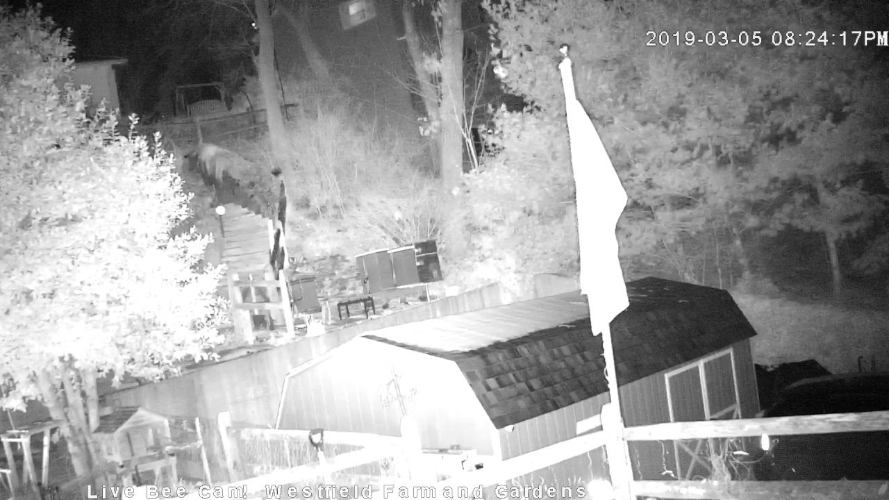 Live Honey Bee CAM - 1080p HD 24/7 Like & Share Us! Through Awareness ...