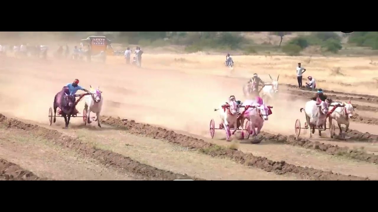 संभा आबा कालेकरांचा ठाकुर & रायफल गट पास |P3 live #बैलगाडा #racing ...