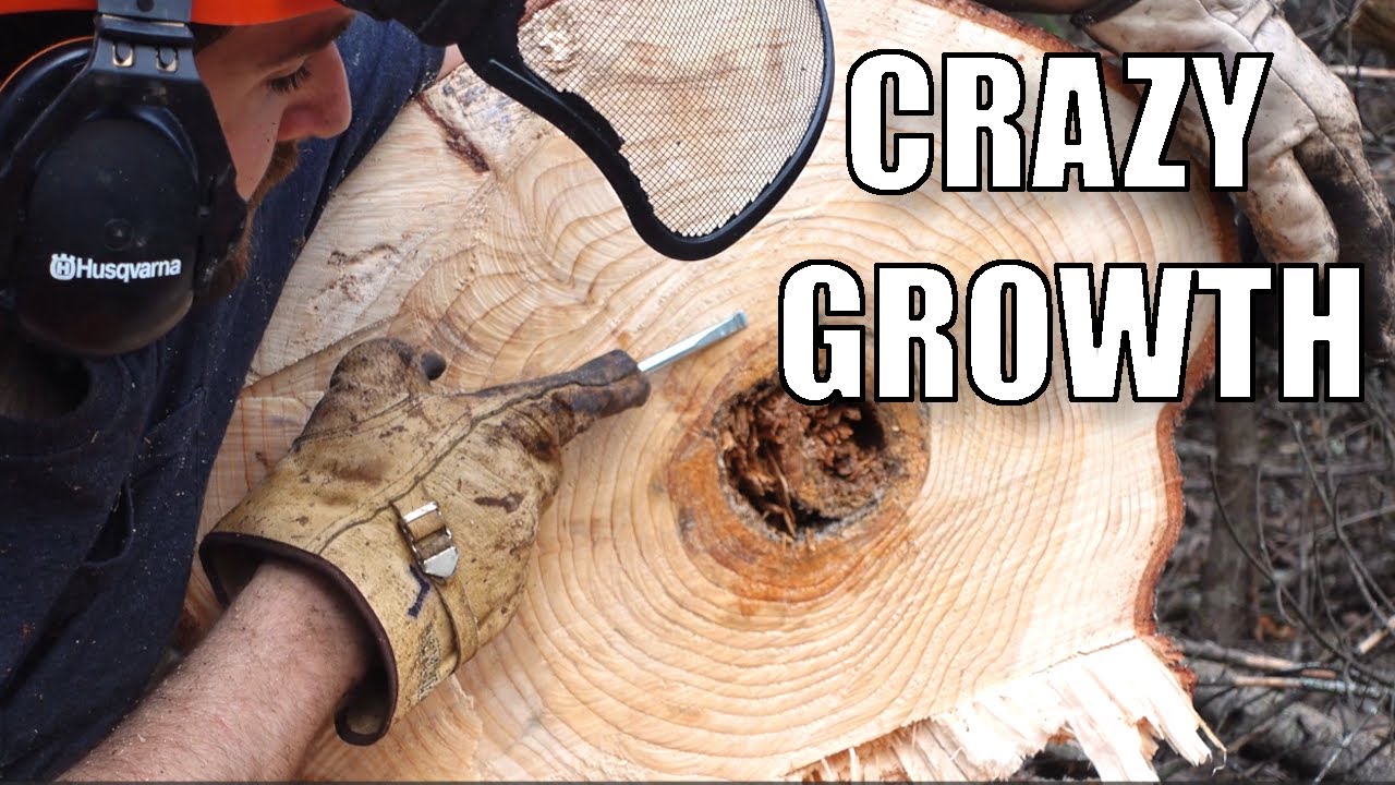 The Amazing Benefits of Logging: This Tree's Growth is Proof - YouTube
