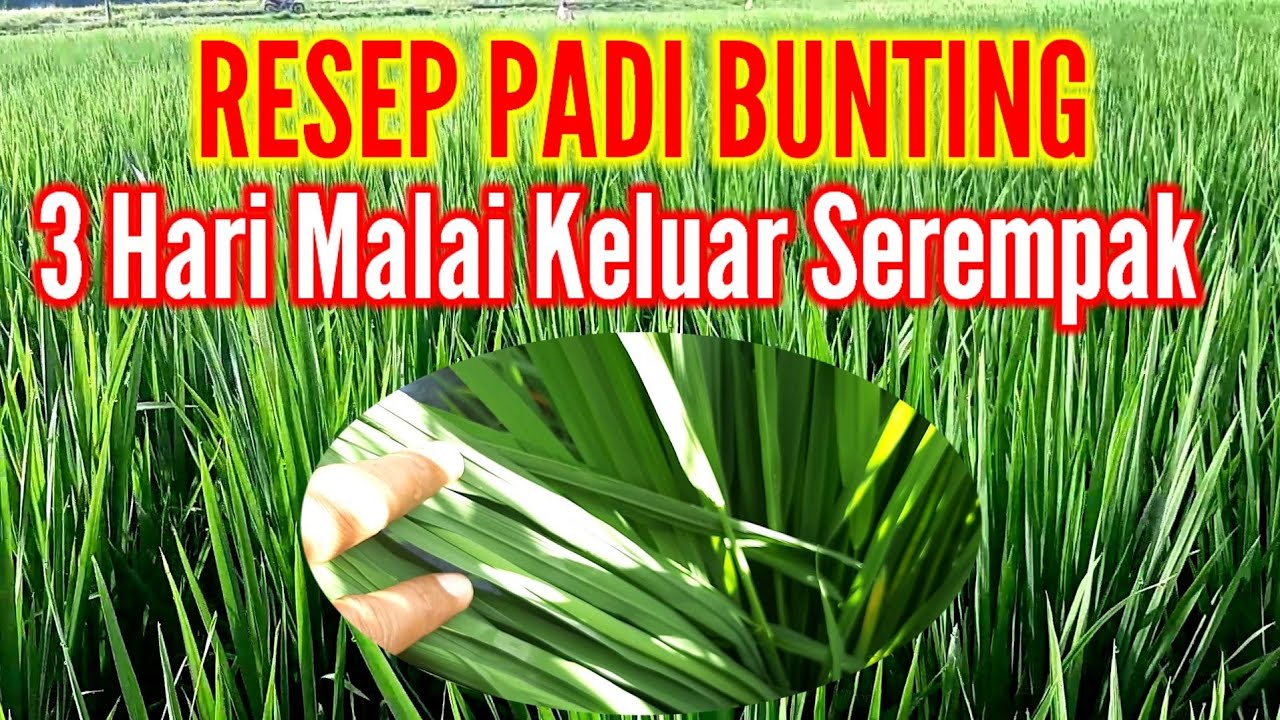 PENYEMPROTAN PADI FASE GENERATIF (BUNTING) TIGA HARI MALAI KELUAR ...