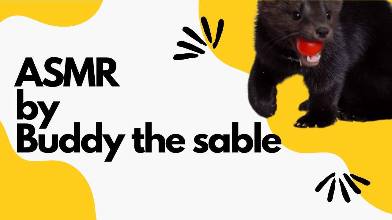 Buddy the sable yummies ASMR - YouTube