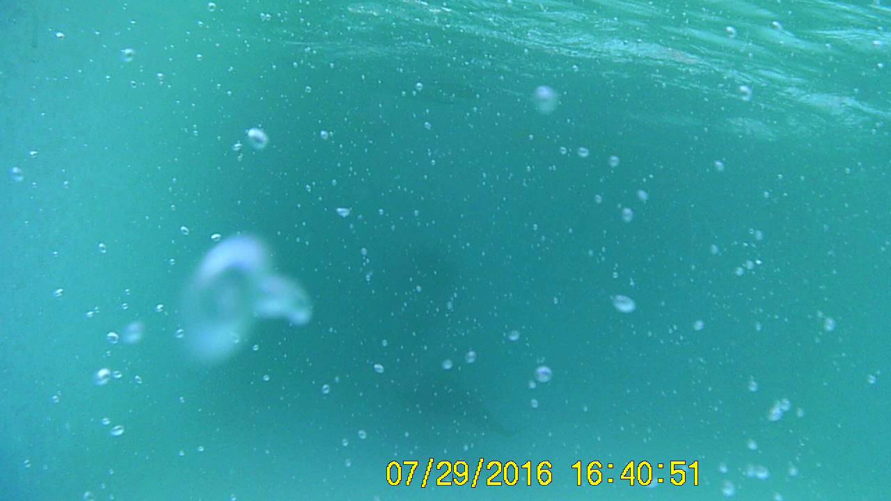 First Swim Ever!!! With my Mahina Fin - YouTube