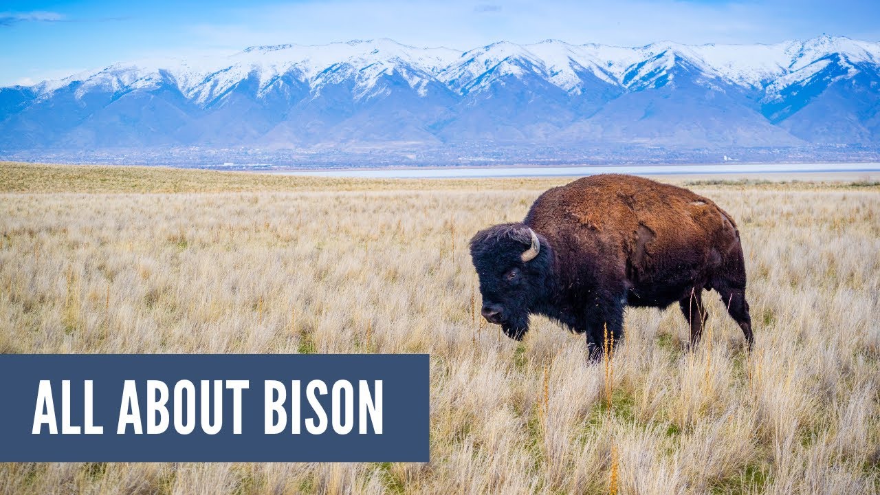The Mighty Bison: North America's Largest Mammal - YouTube