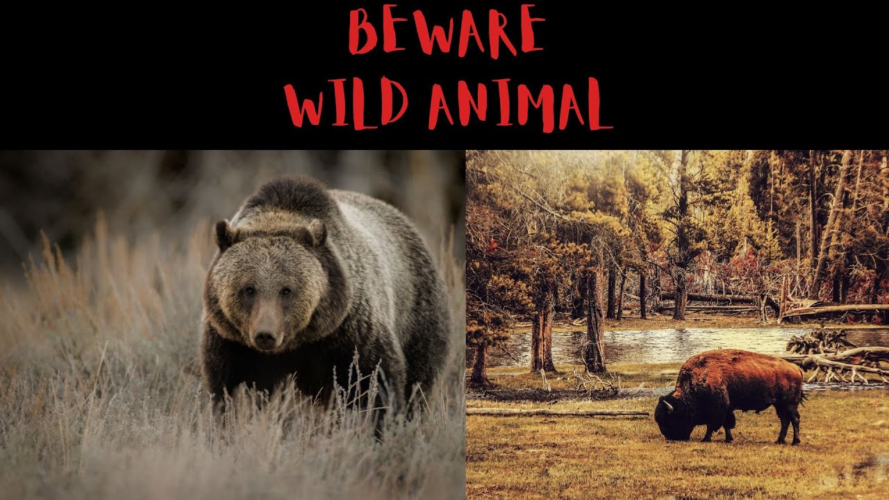 Beware: The Grizzly Bear and American Bison! - YouTube