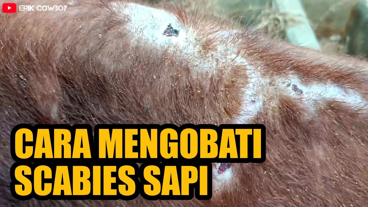 Obati Scabies / Gudik / Gatal Pada Sapi ‼️ - YouTube