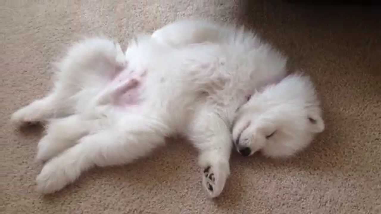 Apollo the Samoyed Sleeping on his Back - YouTube
