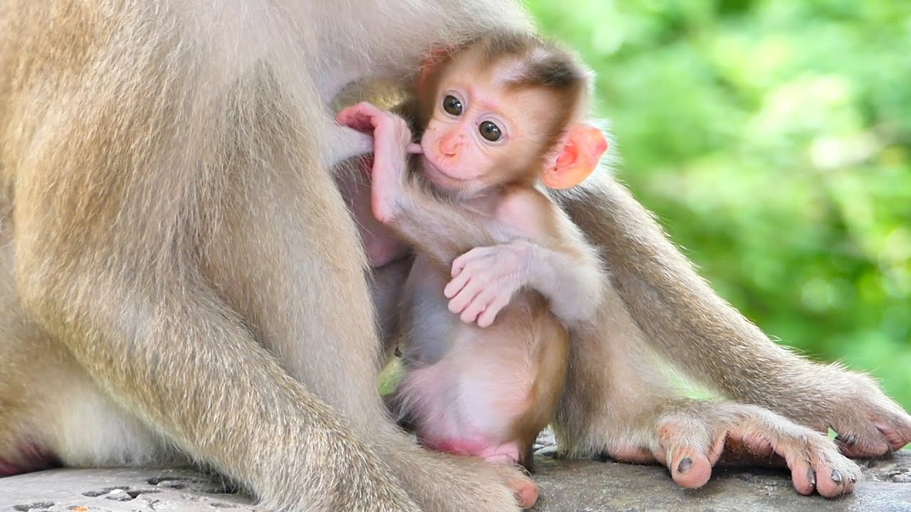 Little Monkey Mark hugs Mama Monkey Milina getting milk so lovely - YouTube