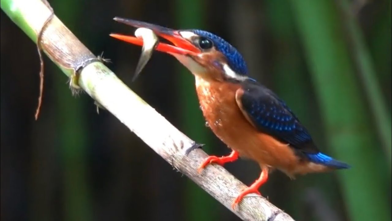 "Watch me fish, Son!" Female BLUE-EARED KINGFISHER shows off hunting ...