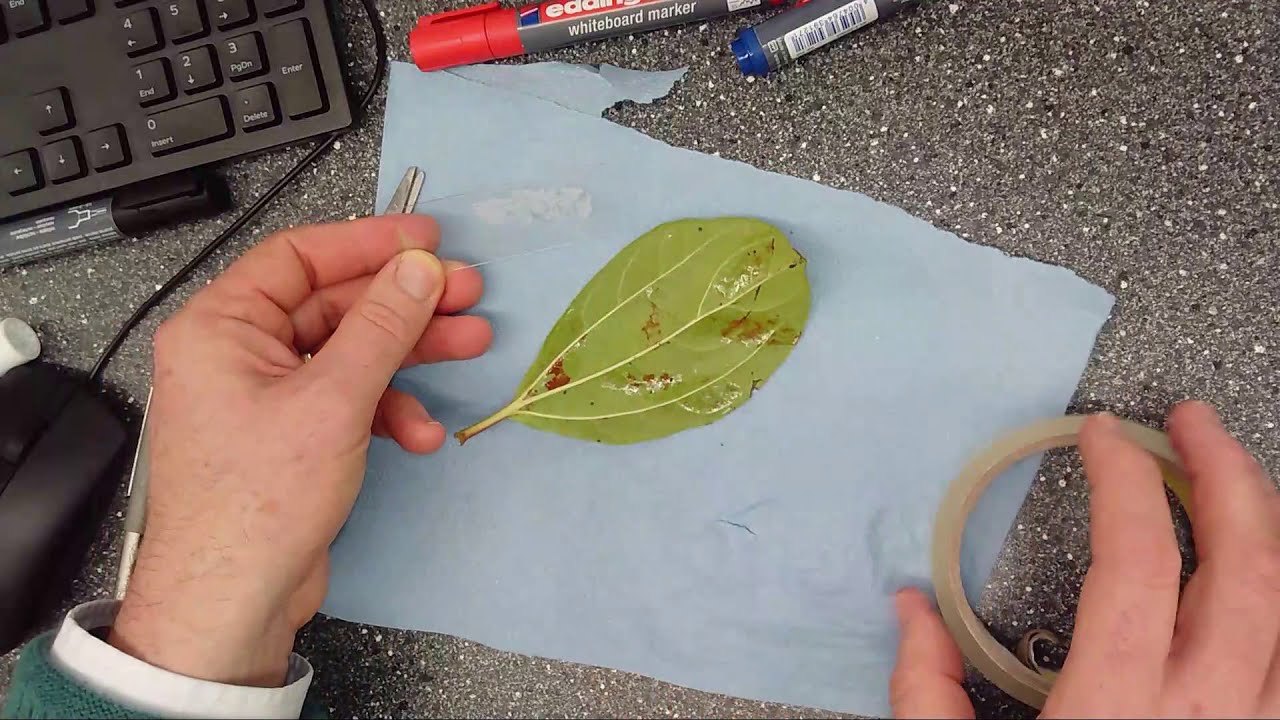 Calculating the number of stomata on a leaf - YouTube