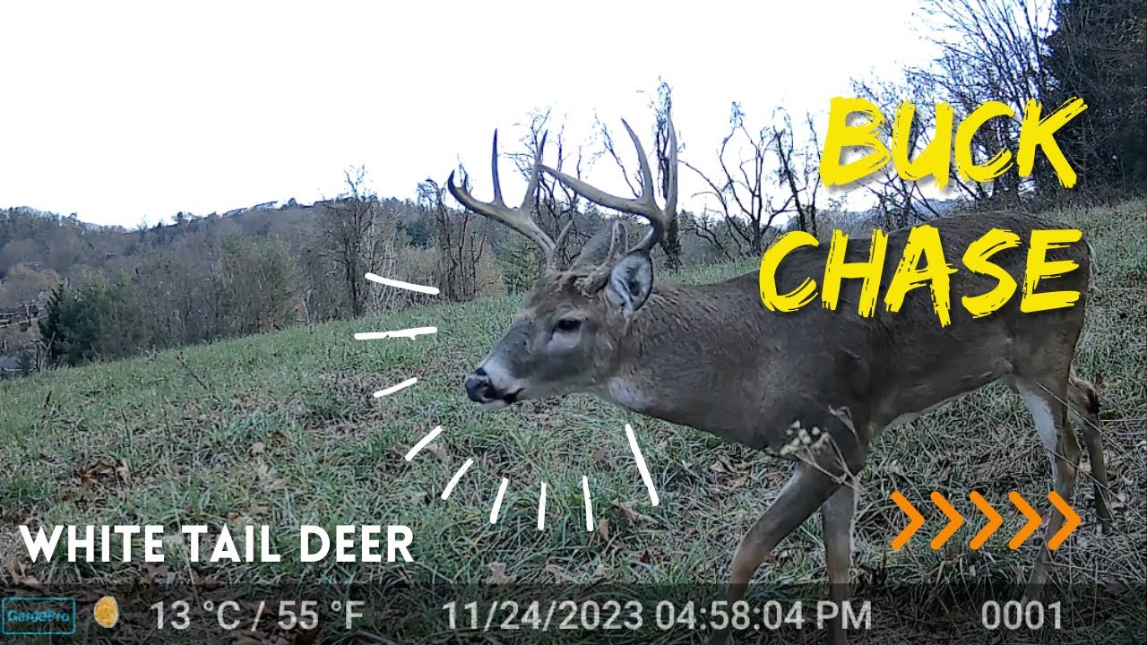 Young Buck Chasing Down Multiple Doe - YouTube