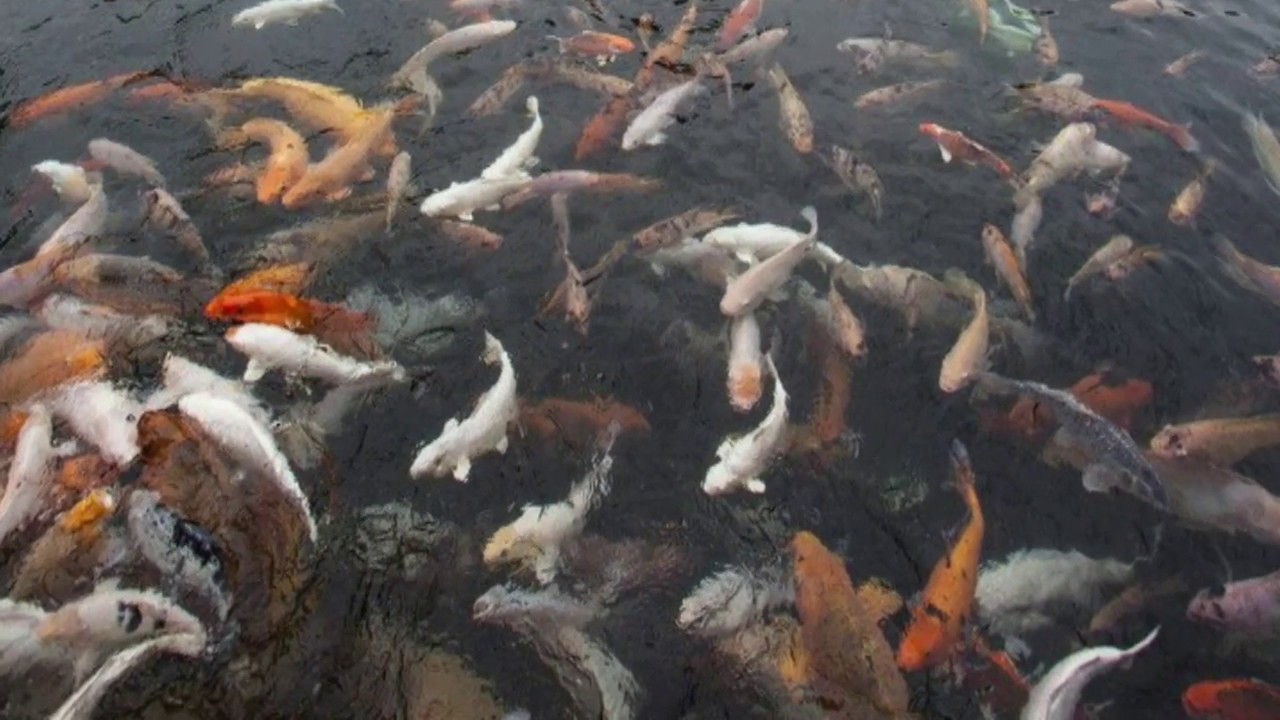 Feeding fish!!!! Amazing!!! Must watch. Relaxing video - YouTube