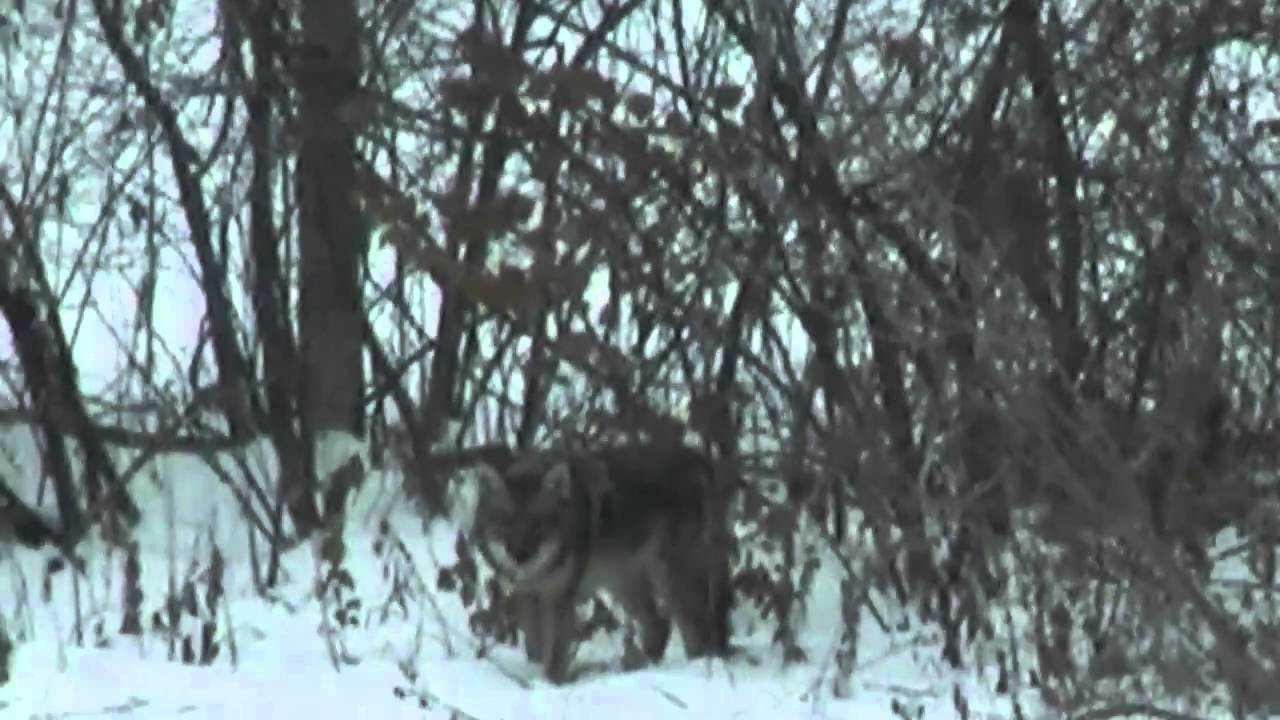 Wolf in Indiana - YouTube