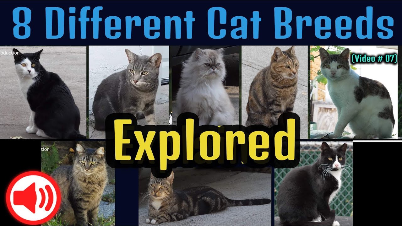 8 Different cat breeds, Cat video - YouTube