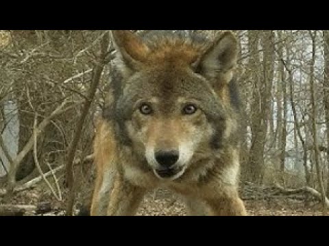 Saying hi and goodbye to a wolf - YouTube