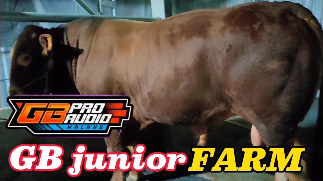 Koleksi sapi" ganteng GB JUNIOR FARM, mlik bos jeruk n sound sistem GB ...