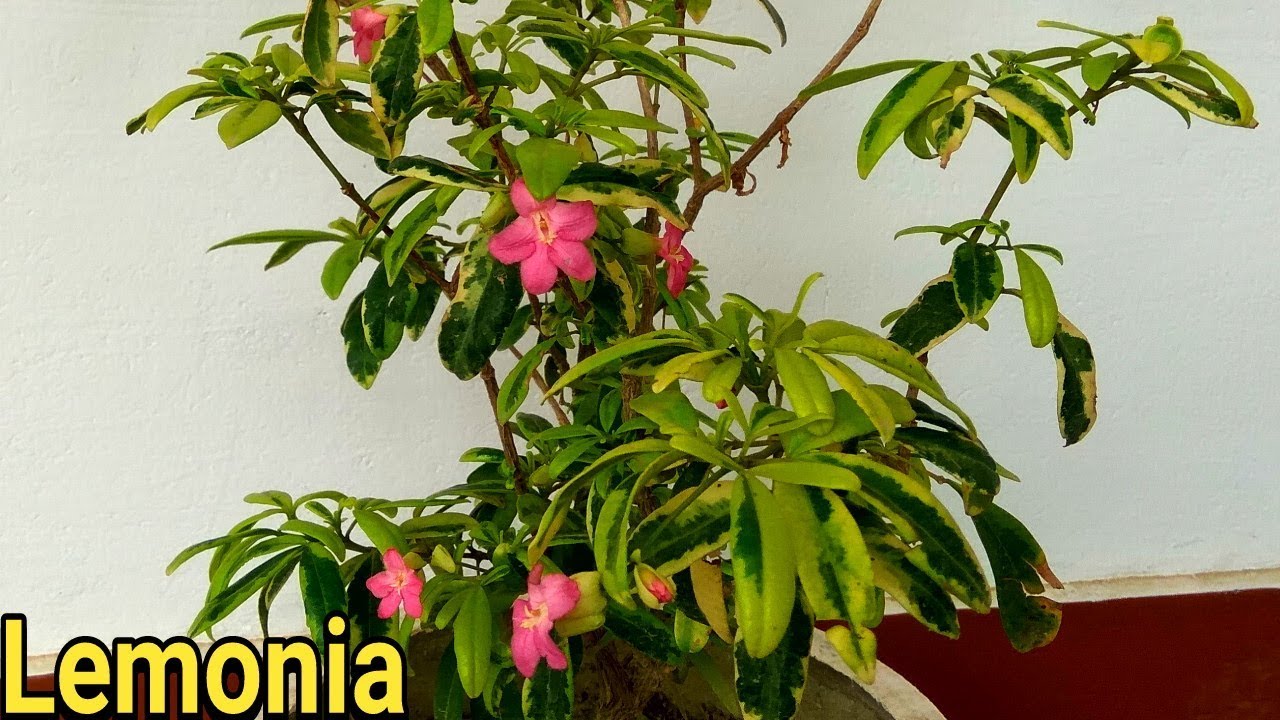 Beautiful exotic plant Ravenia spectabilis - YouTube