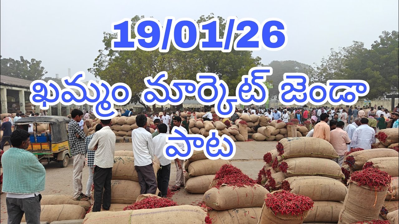 KHAMMAM MIRCHI TOTAL UPDATE #chiliseeds #mirchi #tsfarmers #agriculture ...