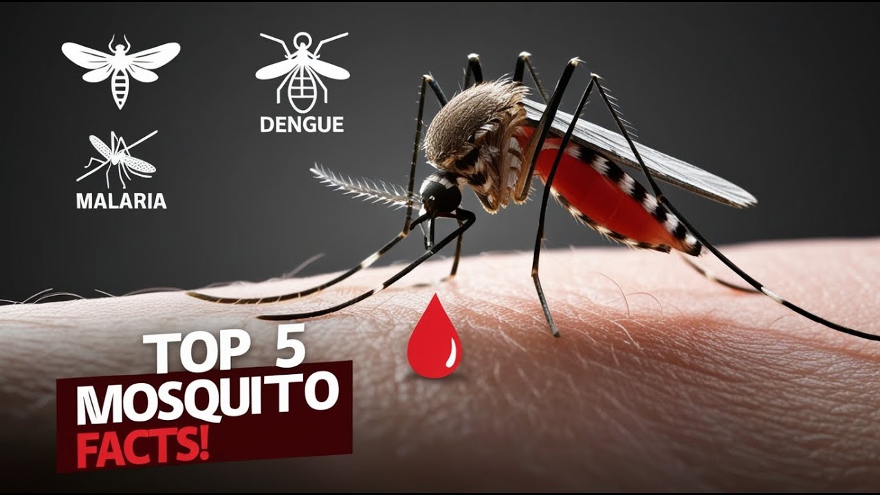 Mosquito/Top 5 Facts About Mosquito - YouTube