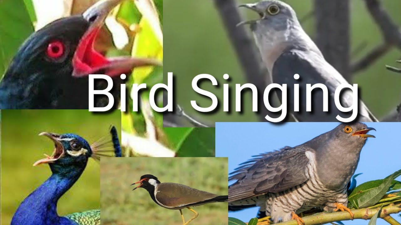 Bird Singing, no Music only Birds Sounds, Beautiful Nature Sounds ...