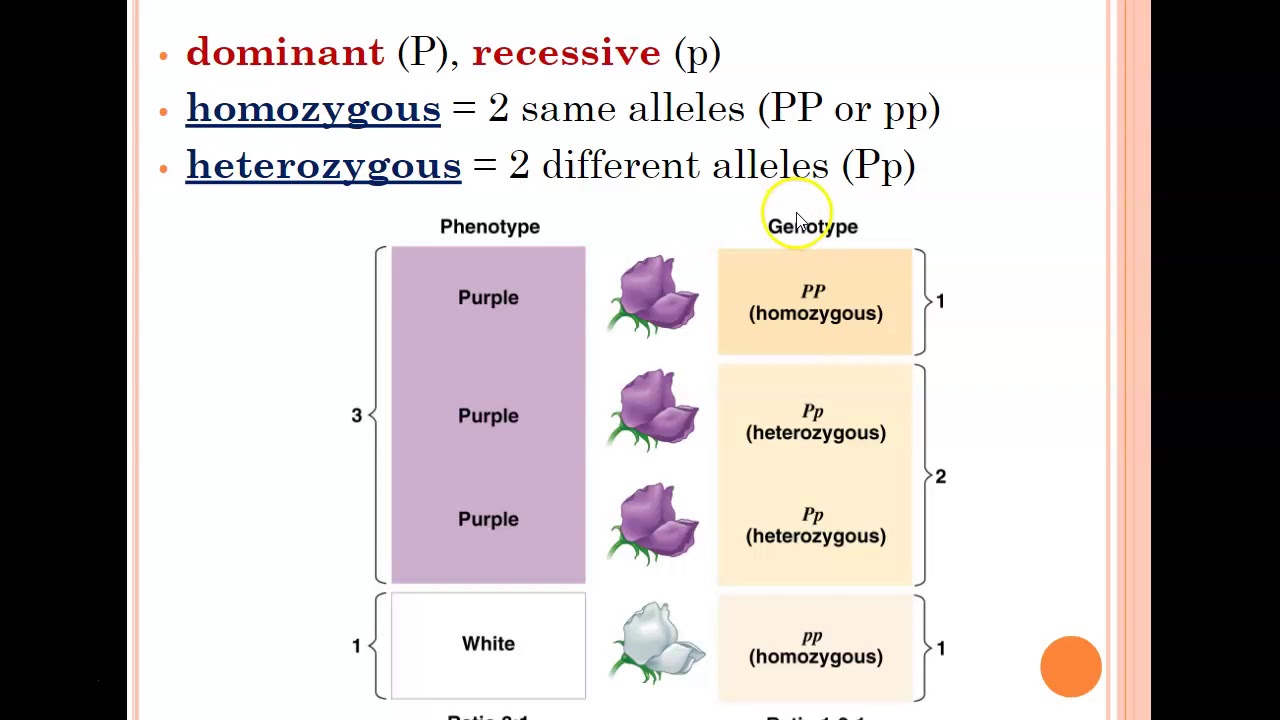 AP Biology Mendelian Genetics - YouTube