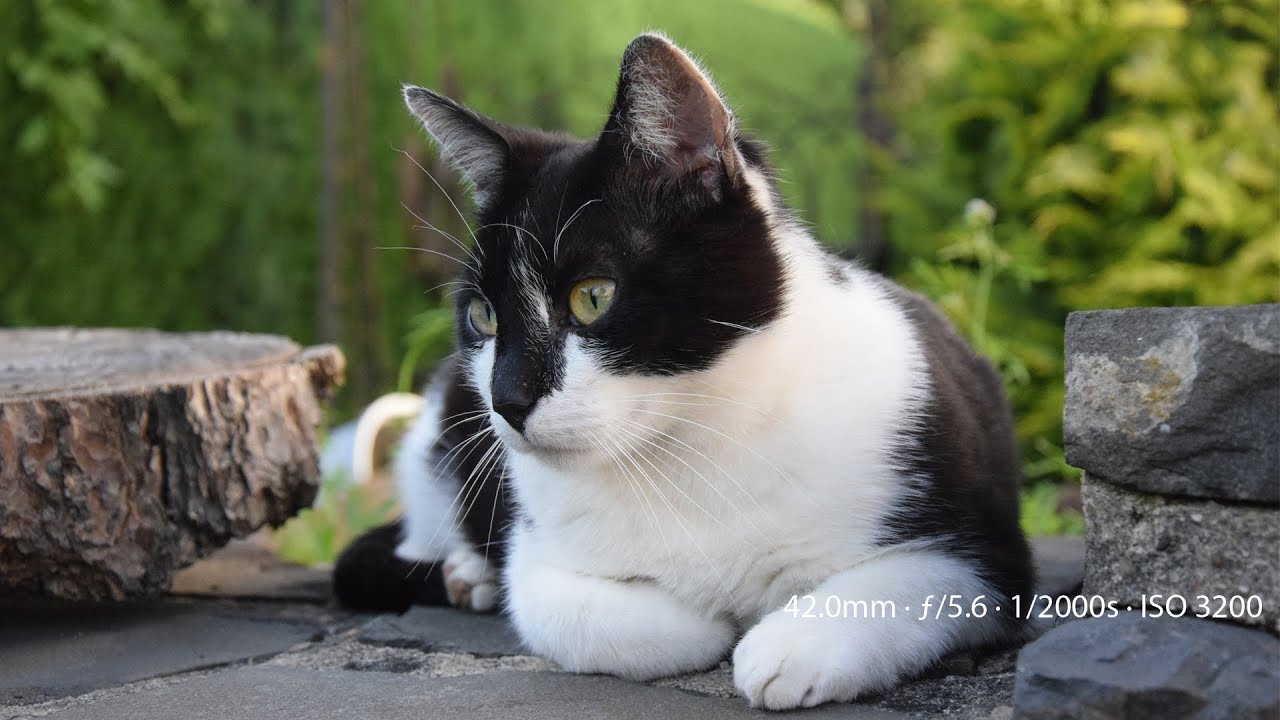 Nikon D5300 Sample Photos - YouTube