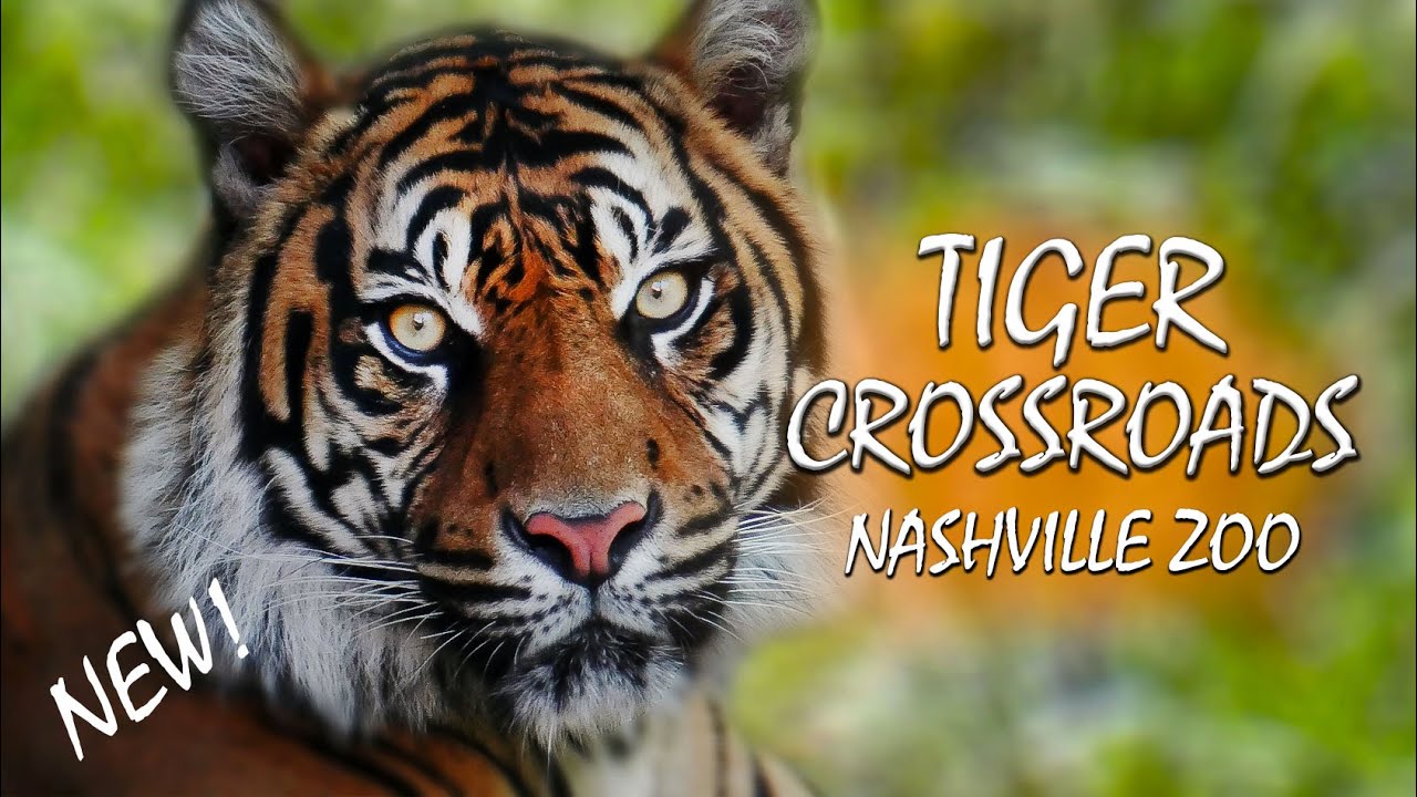 Zoo Tours: The Brand New! Tiger Crossroads | Nashville Zoo - YouTube