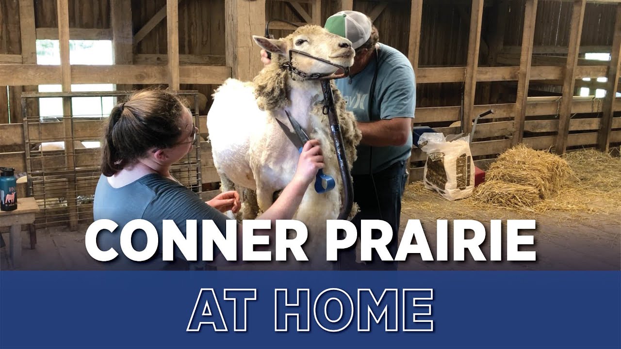 Conner Prairie - Monday Meet & Greets - Encounters with Animals - Sheep ...
