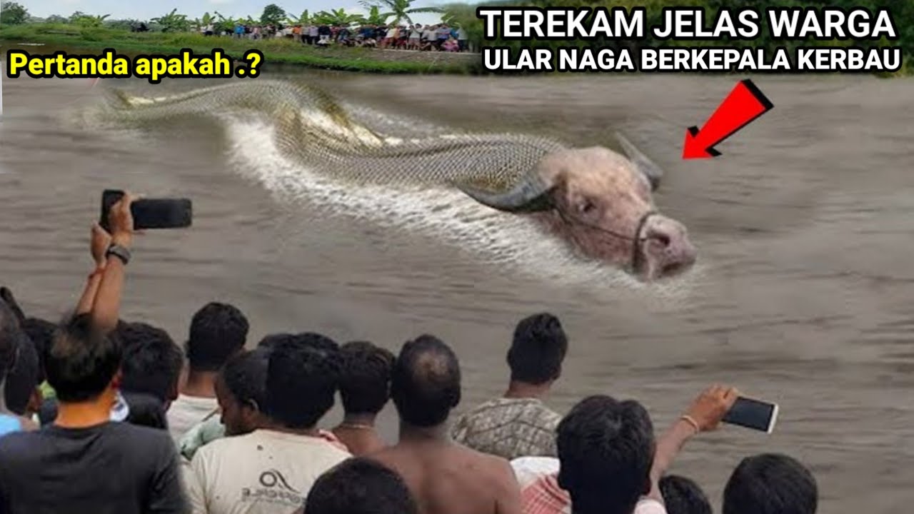 VIRAL GEGERKAN WARGA!ULAR NAGA BERKEPALA KERBAU DALAM SUNGAI TEREKAM ...